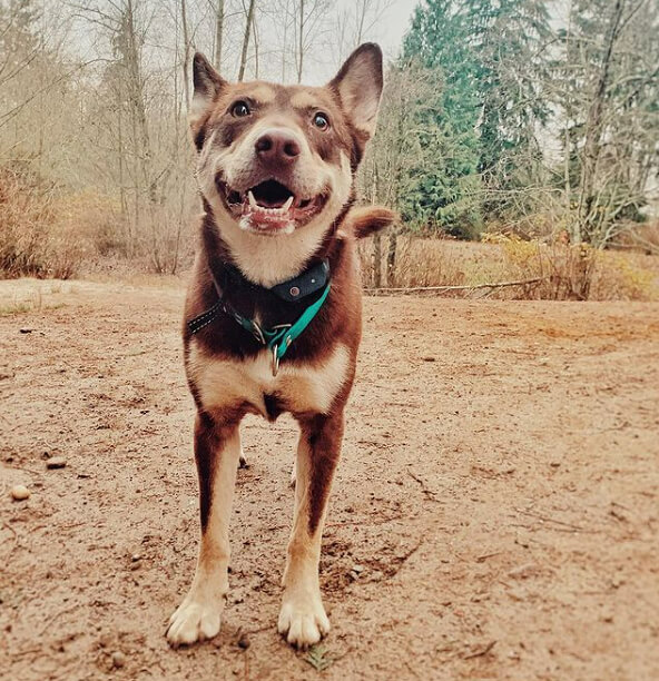 Doggie Behavior Tips And Tricks That Will Make Anyone A Better Dog ...