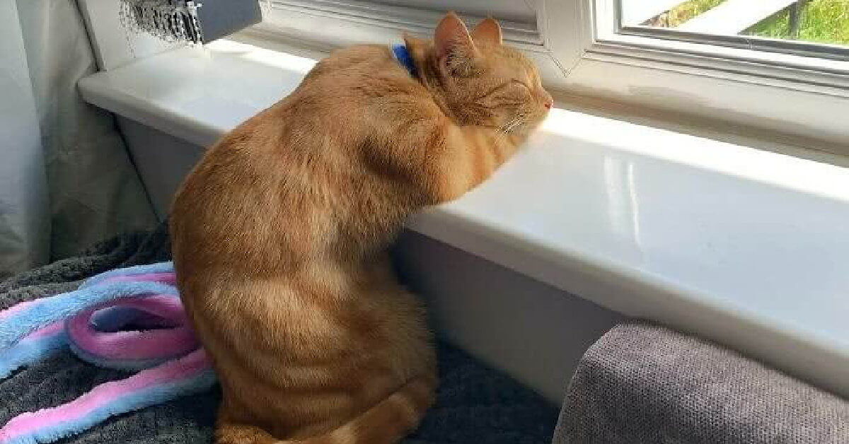 Adorable Sleeping Animals for an Instant Mood Boost | WackoJaco