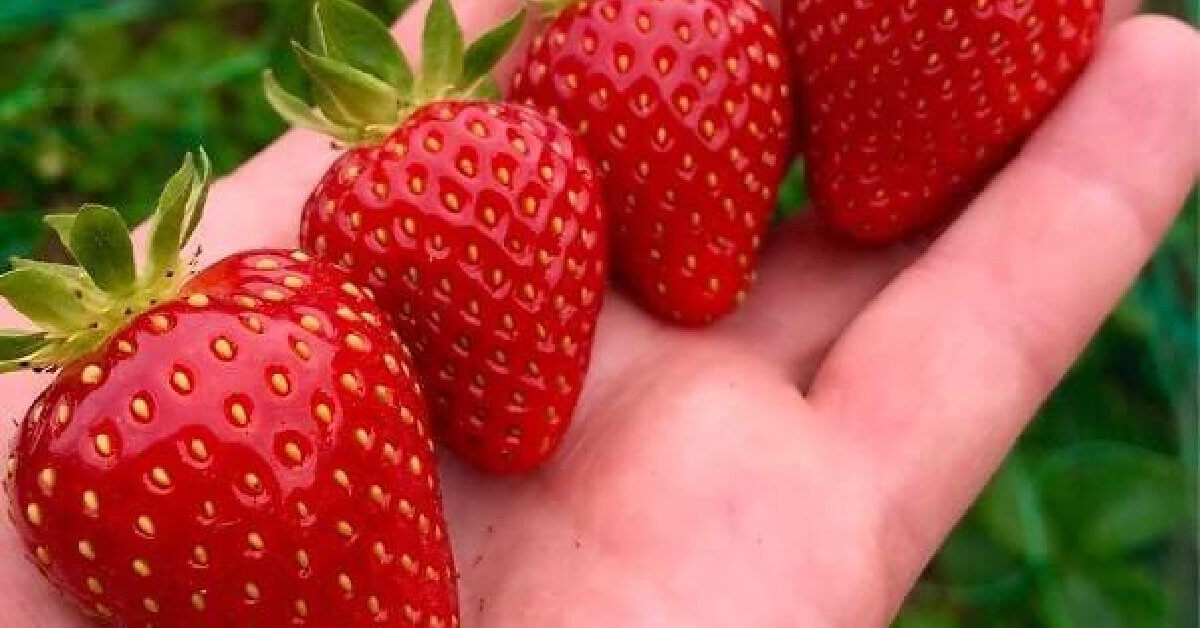 Food Photos That Are Even More Satisfying Than Delicious | TastyArea