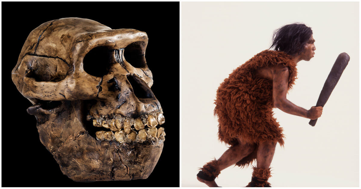 Fascinating and Strange Facts About Evolution and Early Humans ...