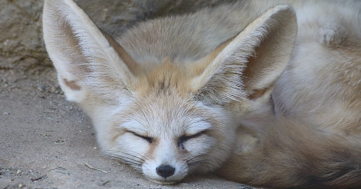 Cute creatures with enormous ears | WackoJaco