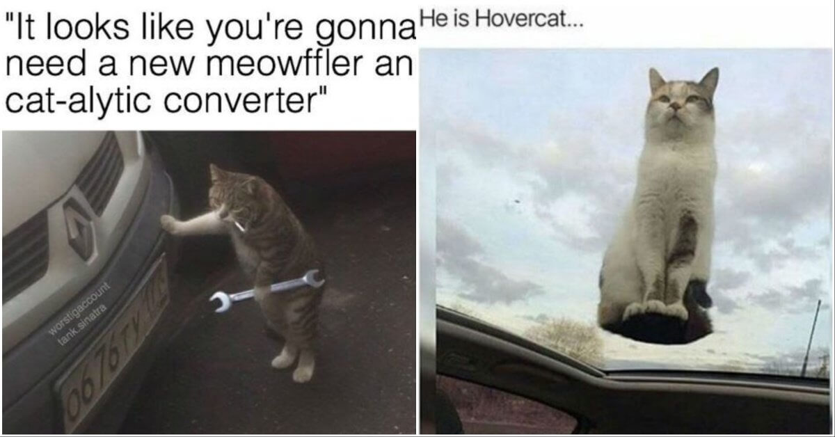 Hilarious Cat Memes That Show The Power Of Feline Fancy Withthefirstpick