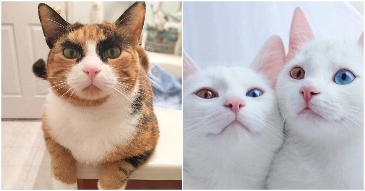 These Cats Have the Most Unique Traits on the Interwebs | WithTheFirstPick