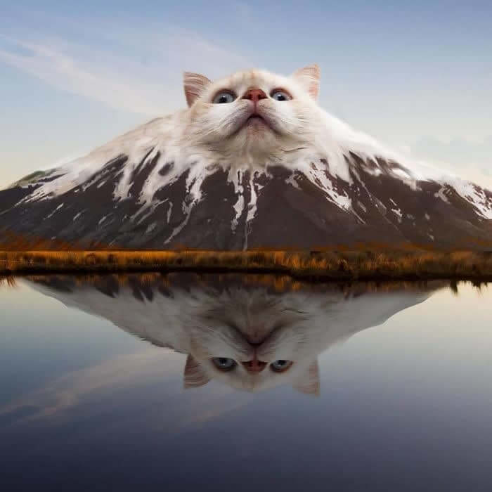 15 Funny Pictures Of Animals Edited Into Random Objects VisualChase 15 Funny Pictures Of Animals Edited Into Random Objects VisualChase