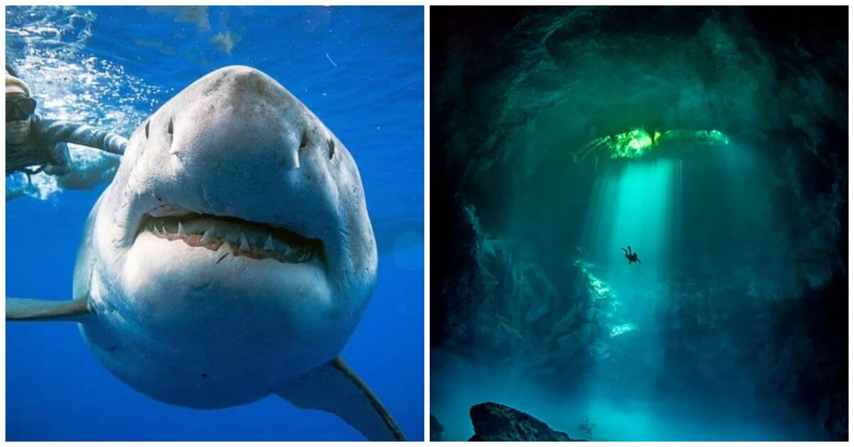 Spine-Tingling Images From the Ocean and the Creatures Lurking Beneath ...