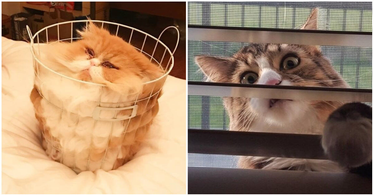 Funny Malfunctioning Cats That Are Sure to Make You Laugh ...