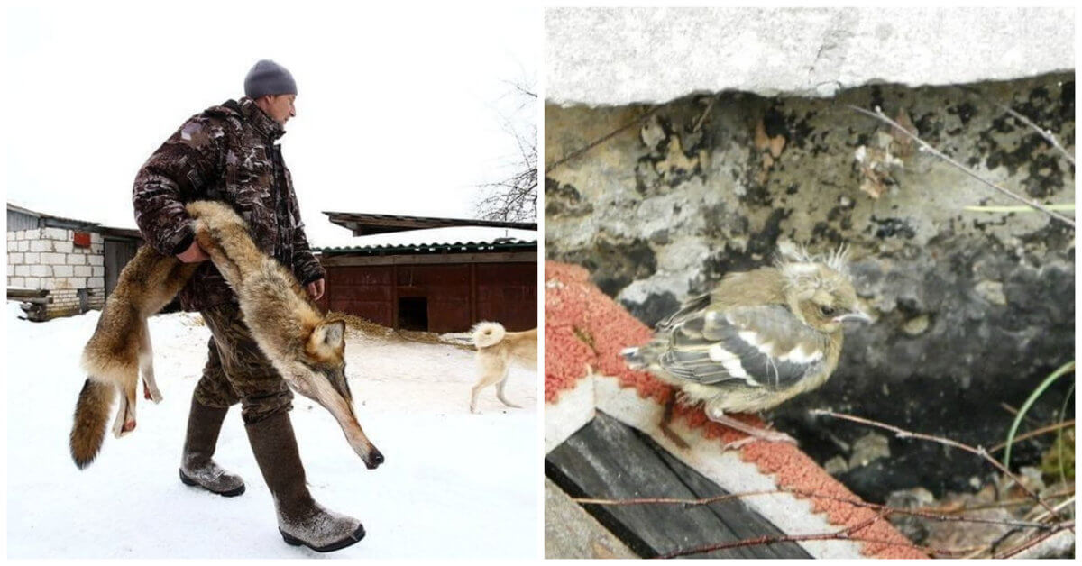 What Became of Chernobyl's Wildlife? | WithTheFirstPick