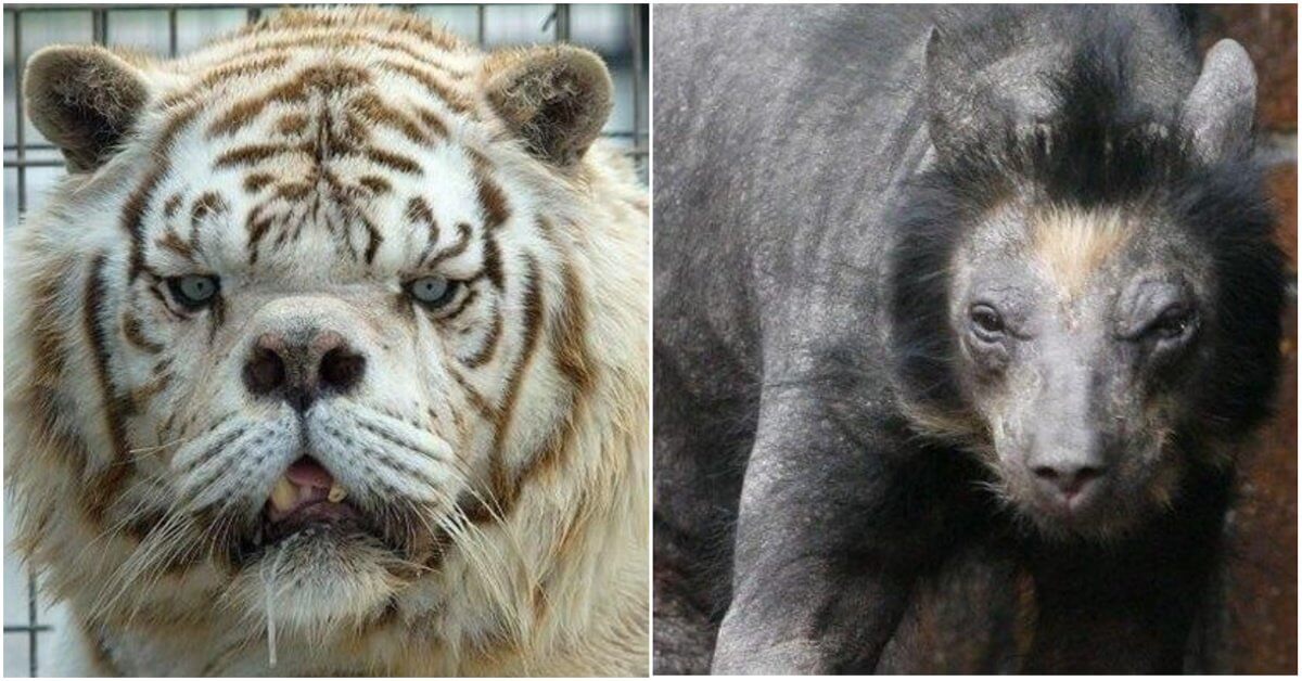 Most People Don't Know About These Animal Hybrids | WithTheFirstPick