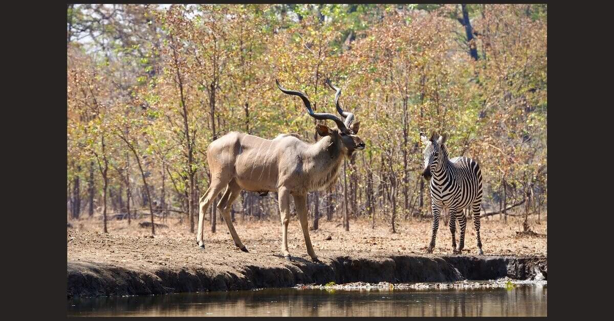 Supporting Wildlife Through Habitat Preservation | EcoFootprintJournal
